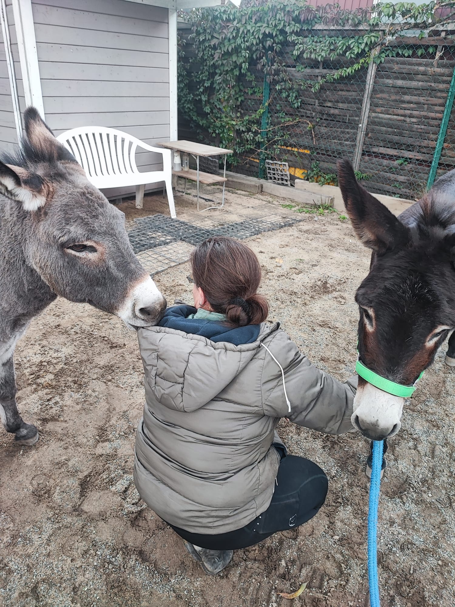 Esel – mehr als Pferde mit langen Ohren – Pferde Reha Frankfurt