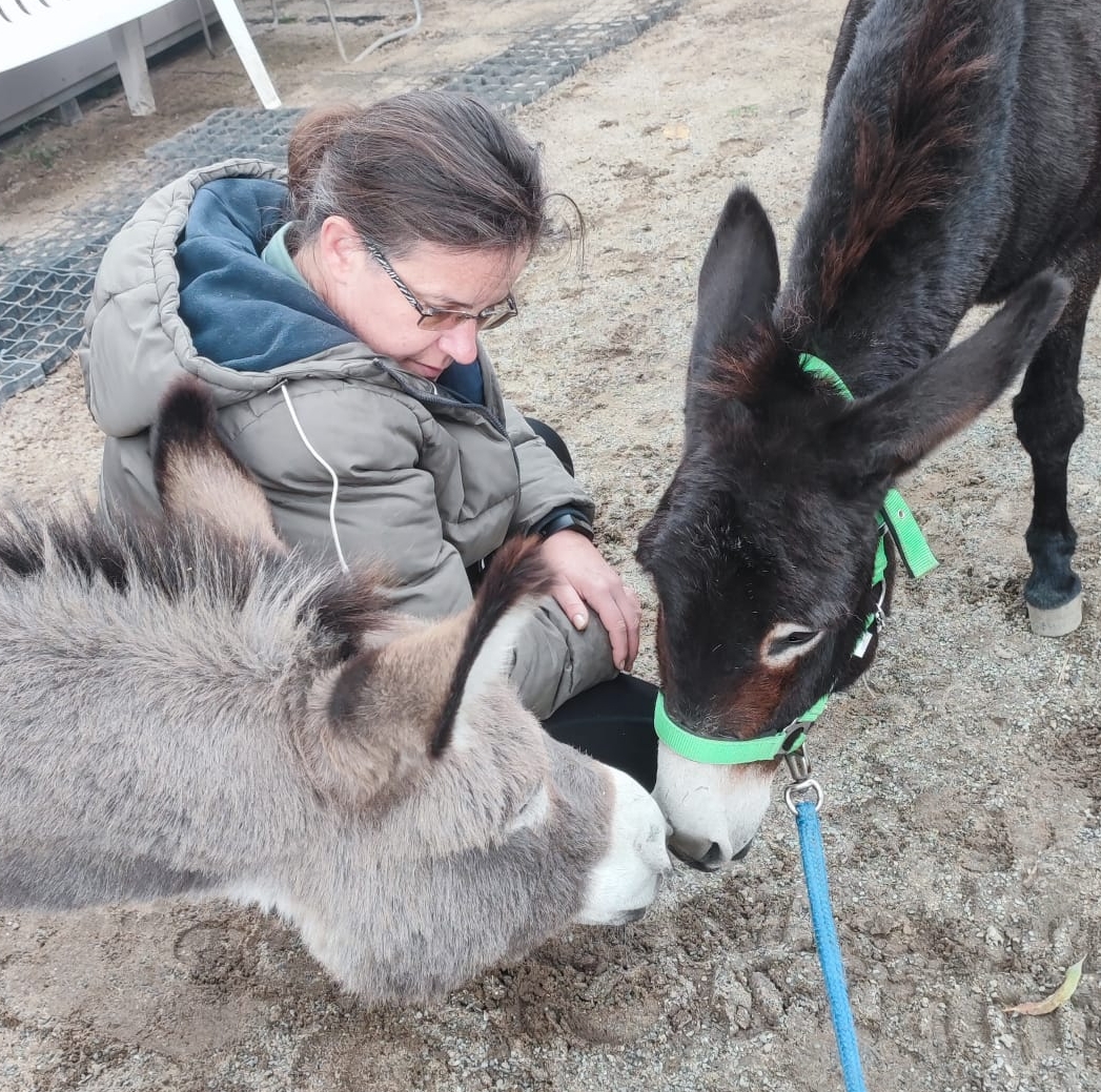 Esel – mehr als Pferde mit langen Ohren – Pferde Reha Frankfurt